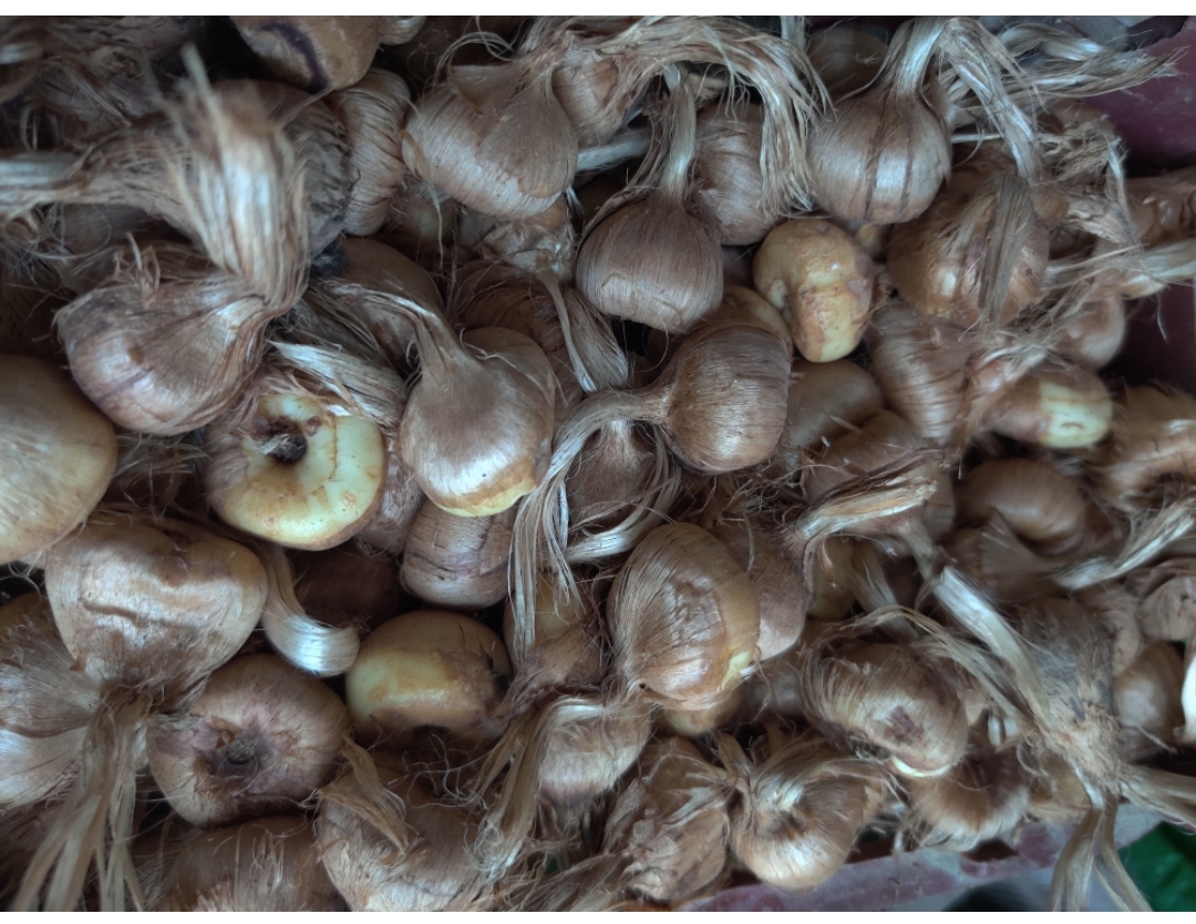 Fresh Import Irani 100% Original Saffron Zafran Bulb or Seeds Active ...