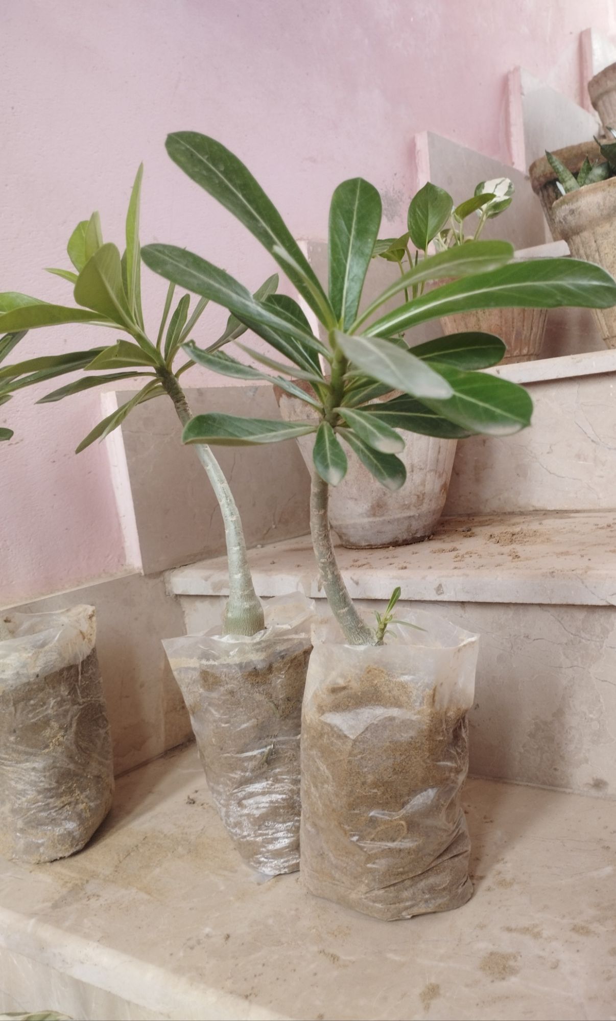 Adenium arabicum live plant | Daraz.pk