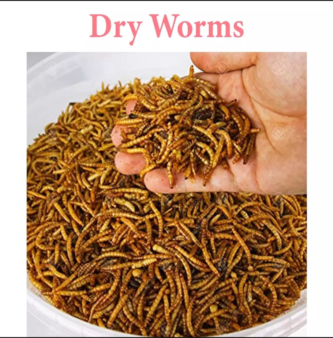 18. dry worm larva organic for finches hens | Daraz.pk