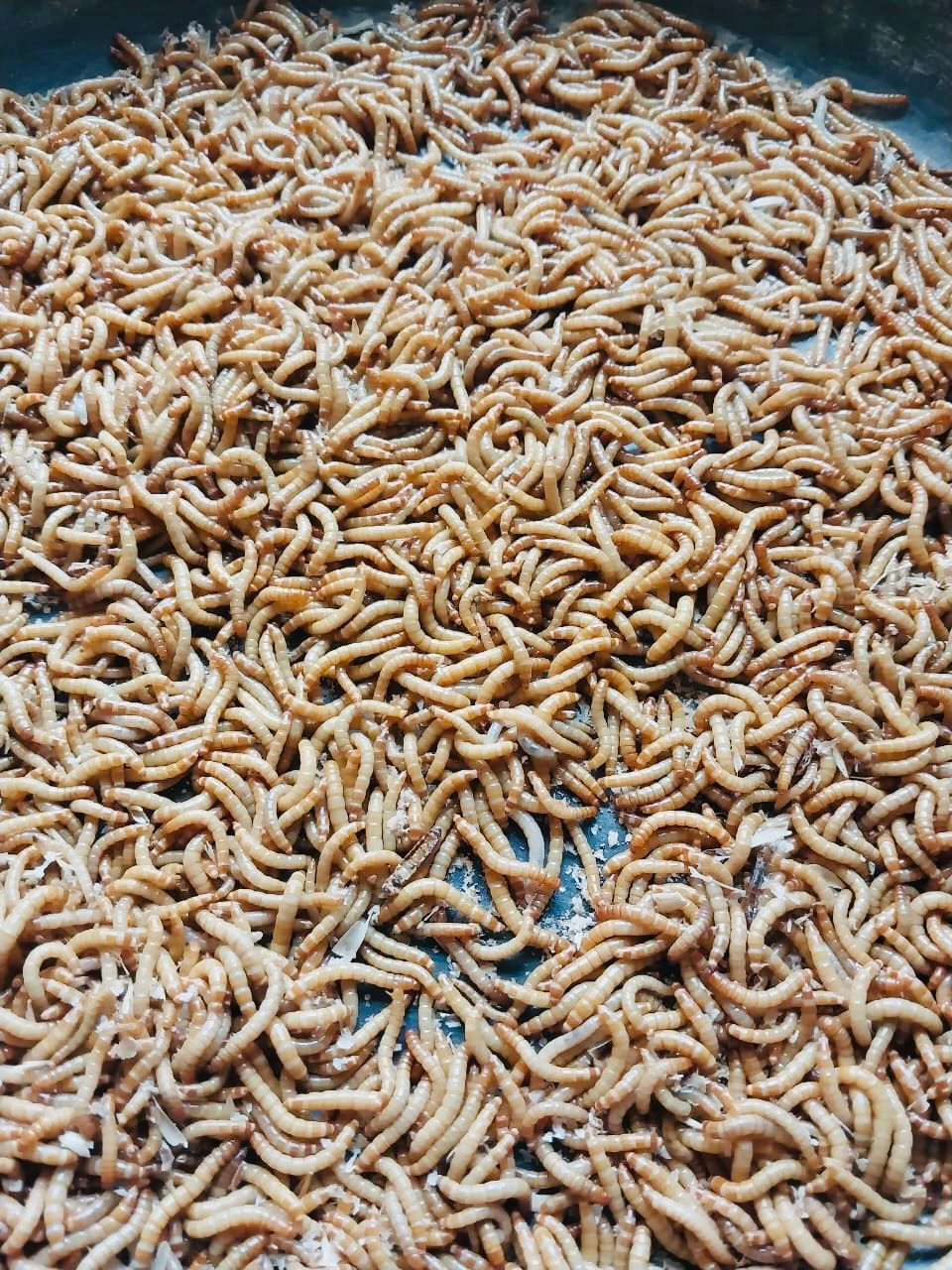 Live Mealworms -1 KG | Daraz.pk