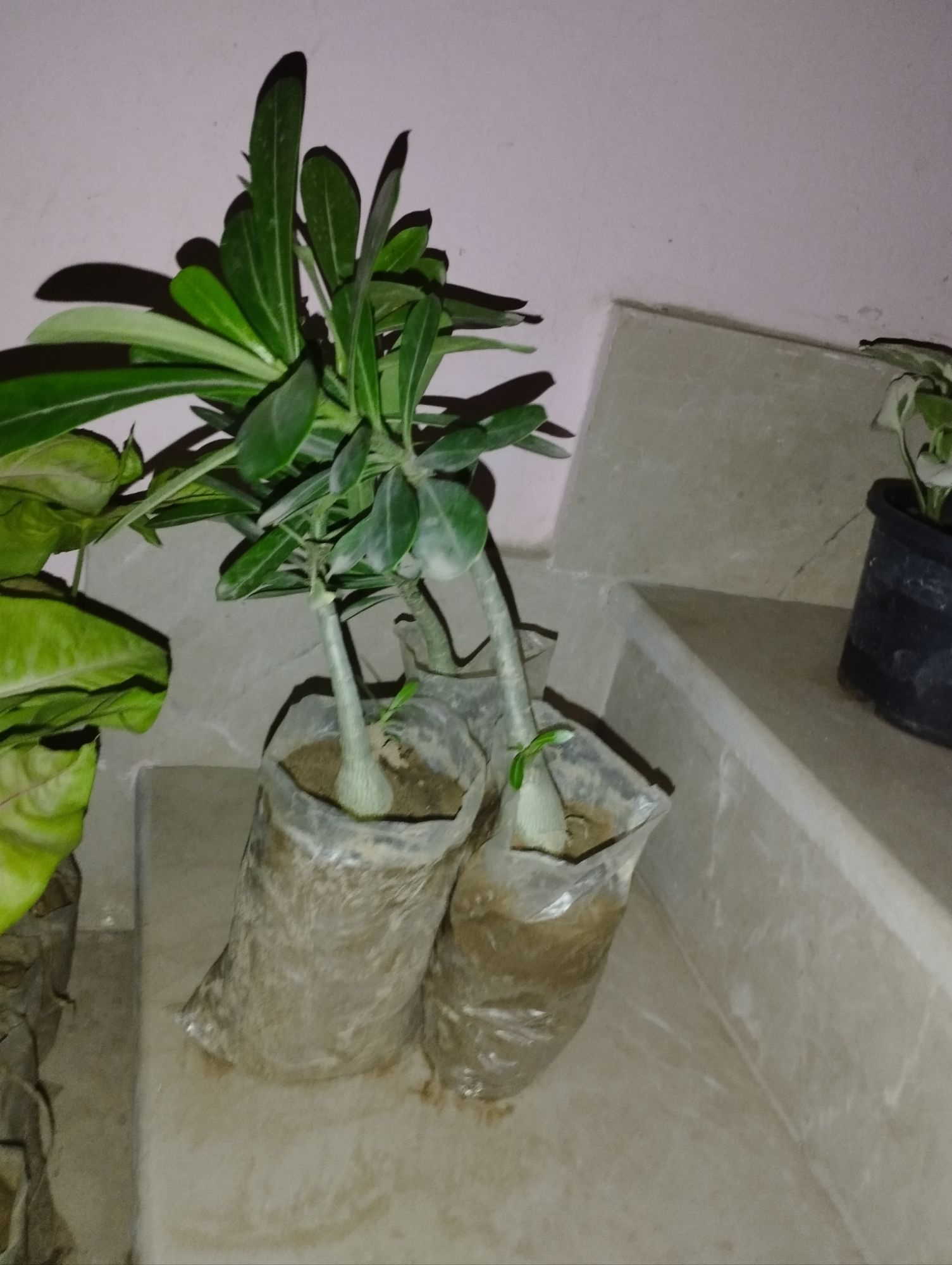 Adenium arabicum live plant | Daraz.pk