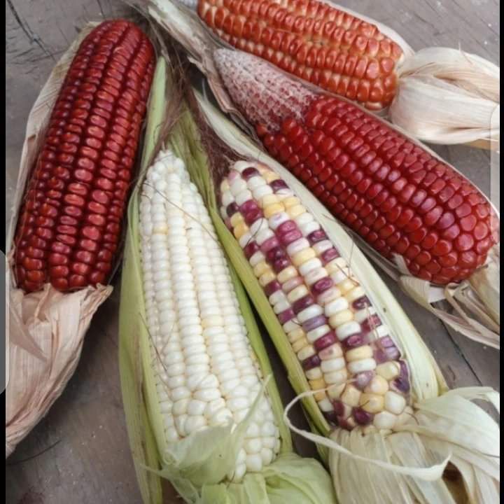Colored corn seeds - Maize seeds for kitchen gardening | Daraz.pk