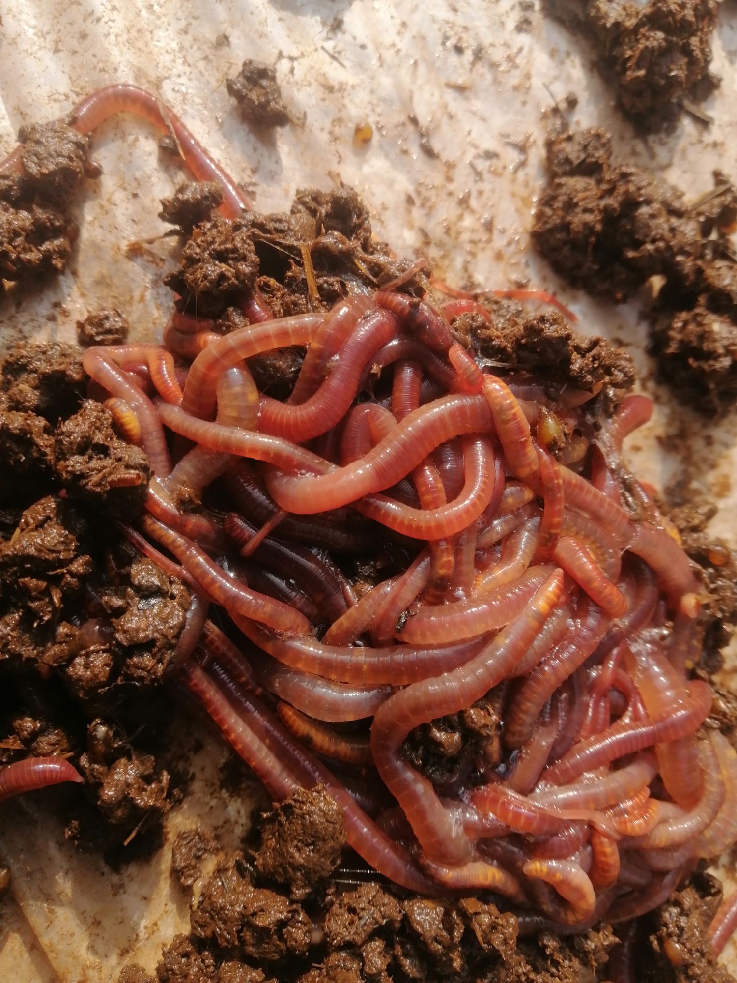 Organic Fertilizer Vermicompost Best Organic Gobar Compost 1KG | Daraz.pk