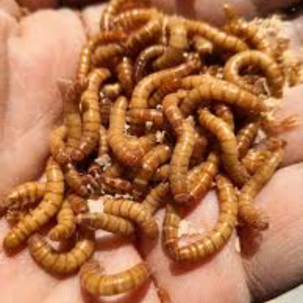 Dry meal worms (USA imported ) premium quality .. best meal for your birds | Daraz.pk