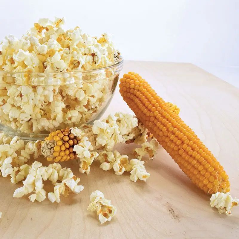 CHATOKDE Natural Popcorn Kernels (Ready to Cook, Unpopped, Original ...