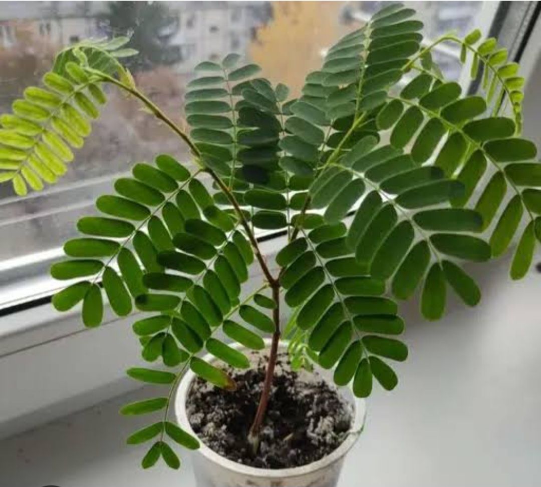 Tamarind tree (imli)plant | Daraz.pk