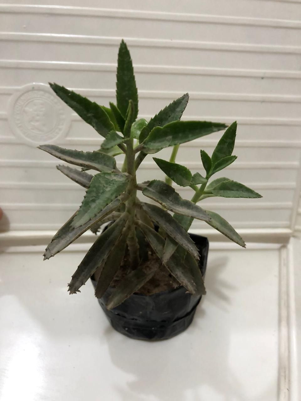 Devil Back Bone Plant 4 to 5 Plants | Daraz.pk