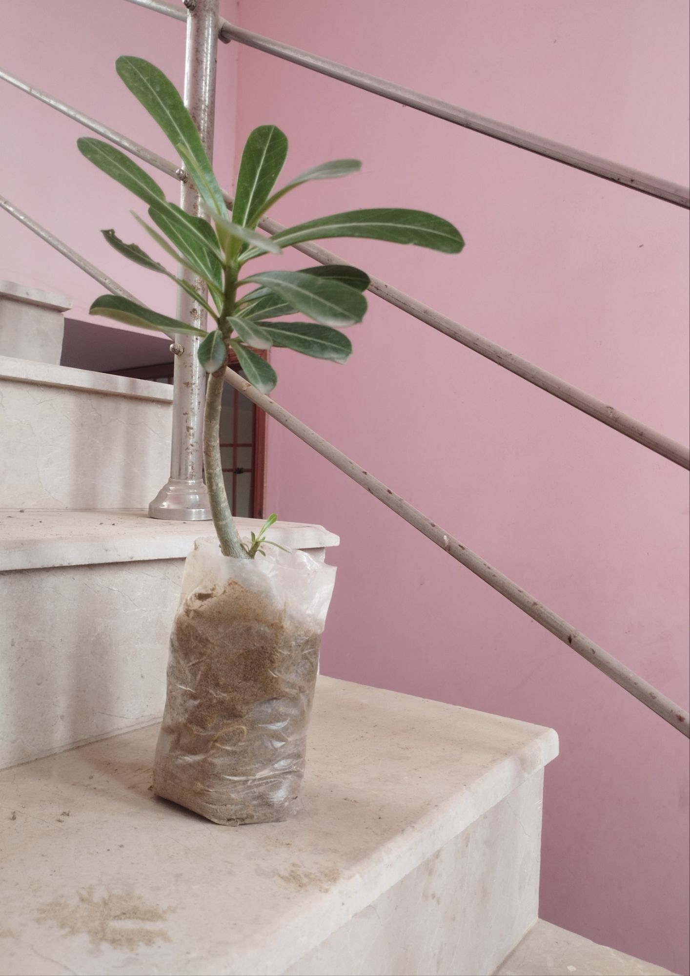Adenium arabicum live plant | Daraz.pk