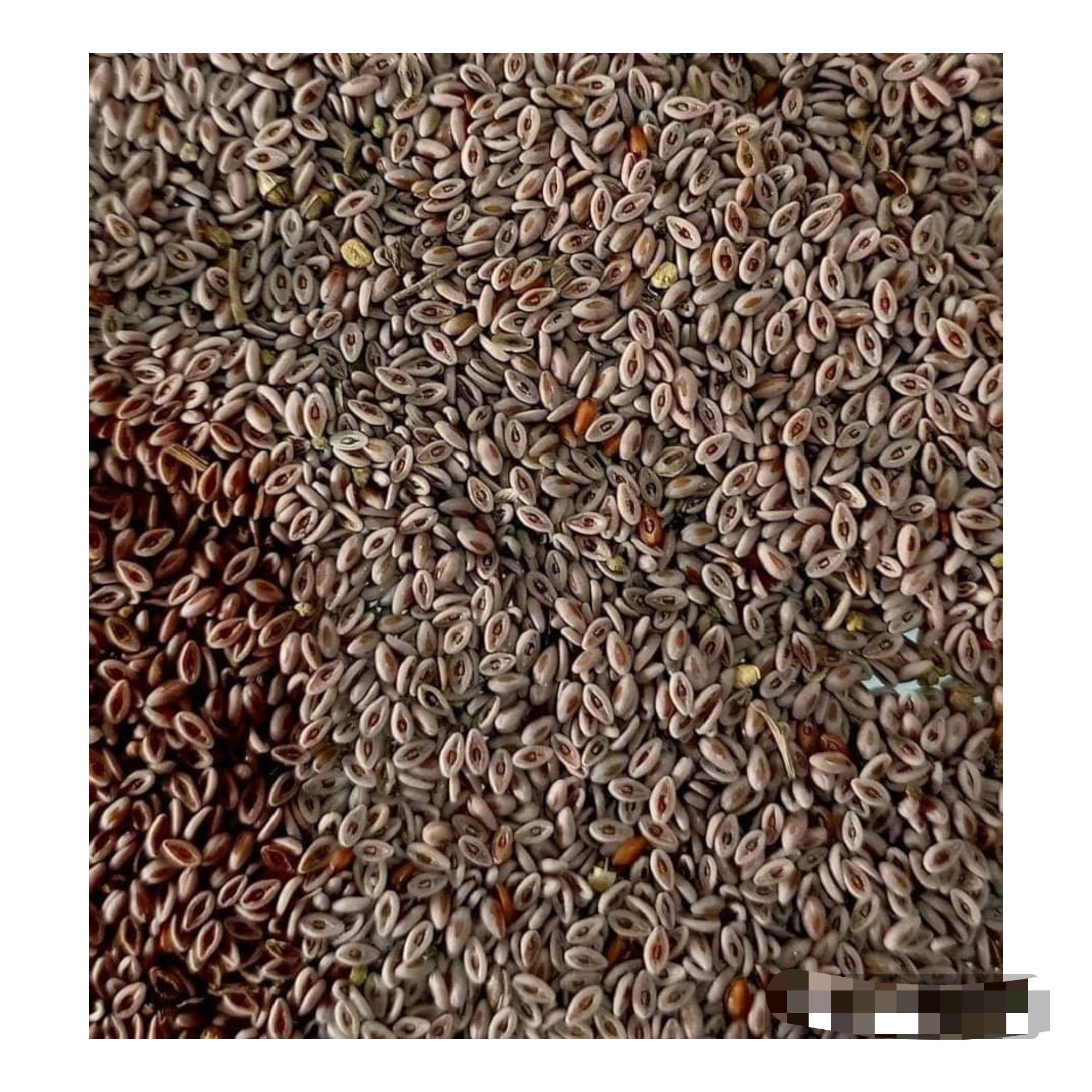 Ispaghol Ispangar Seeds (Psyllium Husk) 1 Kg | Daraz.pk